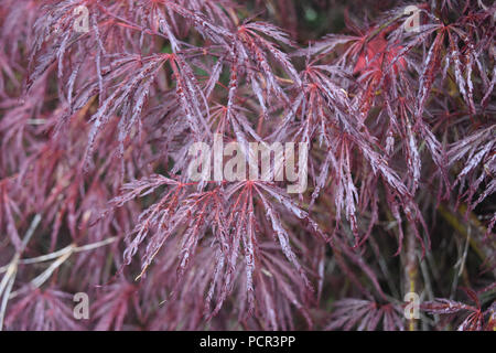 Breathtaking Red Split Leaf Japanese Maple Up Close Stock Photo - Alamy