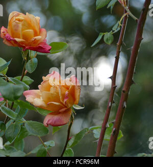 Two Yellow roses Stock Photo - Alamy