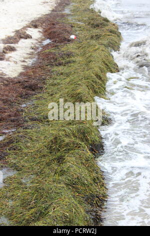 Sea weed on the beach at Cedar Key, Florida, USA Stock Photo - Alamy