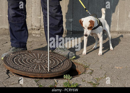 Rat dog at work and ready for action Stock Photo - Alamy
