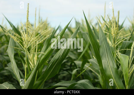Corn Field Tassling Stock Photo - Alamy