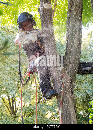 Female Arborist using a chainsaw up a tree is showered with sawdust ...