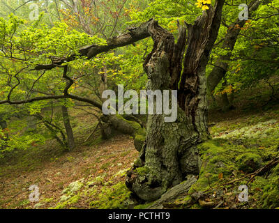Germany, Hesse, Vöhl, nature and national park Kellerwald-Edersee ...