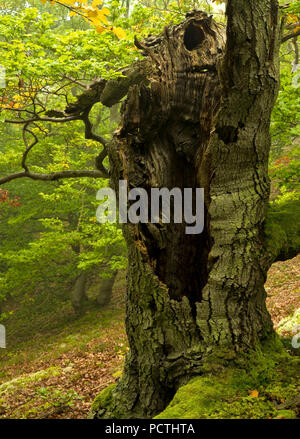 Germany, Hesse, Vöhl, nature and national park Kellerwald-Edersee ...