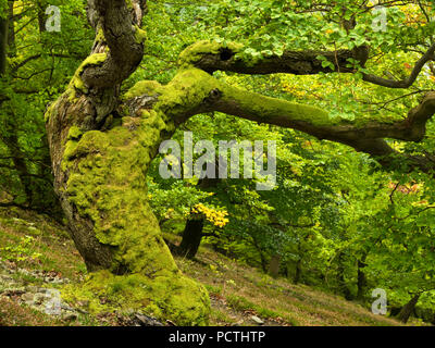 Germany, Hesse, Vöhl, nature and national park Kellerwald-Edersee ...