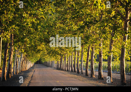 A treelined backroad leads through the Napa Valley wine country Stock ...
