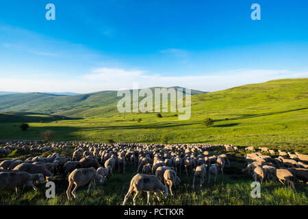 Flock of sheep crossing a transhumance road through the fields of the ...