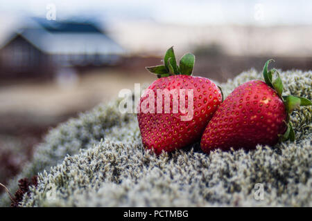 strawberries grown in Iceland lie on Icelandic moss Stock Photo - Alamy