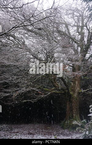 snowy forest in Ireland Stock Photo - Alamy