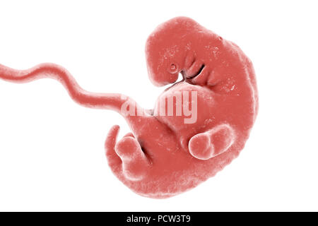 Human embryo at 6 weeks, computer illustration Stock Photo - Alamy