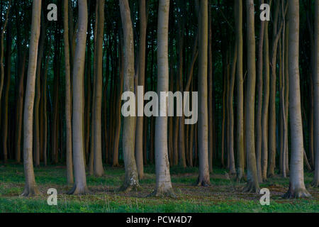 beech with Sunset in the "Gespensterwald", Nienhagen, Baltic Sea ...