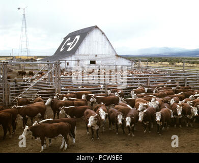 Cattle in corrals on ranch, Beaverhead County, Mont Stock Photo - Alamy