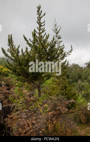 The Mulanje Cedar, Widdringtonia whytei, is critically endangered due ...