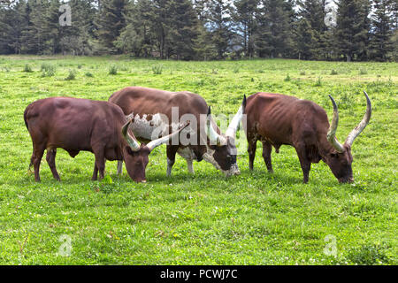 African Watusi cattle (Bos taurus africanus), a.k.a. Ankole-Watusi ...