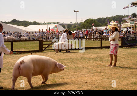 Judging Pigs at the Great Yorkshire Show, Northen England Stock Photo ...