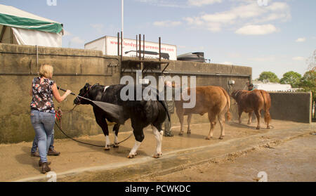 Cattle washing at the Great Yorkshire Show 2005 Stock Photo - Alamy