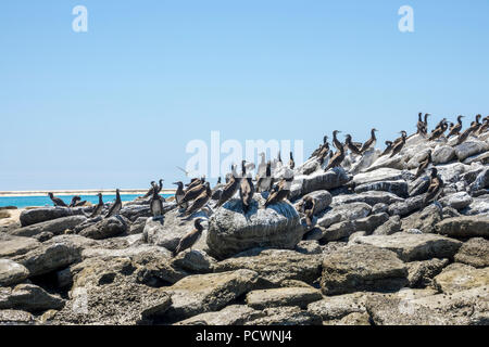 Brown Booby colony at the Lacepede Islands, Western Australia Stock ...