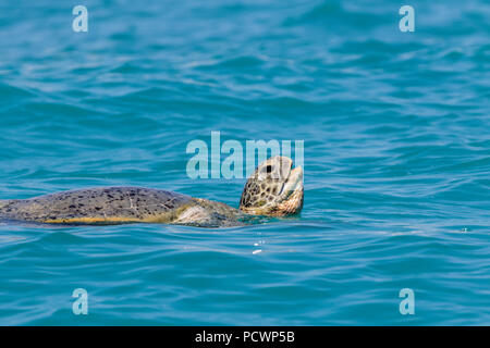 Green sea turtles at the Lacepede Islands, Western Australia Stock ...