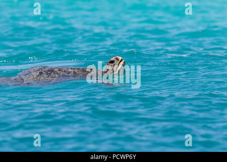 Green sea turtles at the Lacepede Islands, Western Australia Stock ...