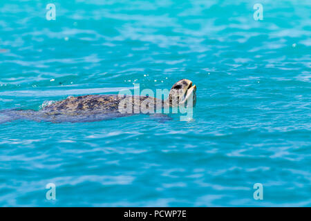 Green sea turtles at the Lacepede Islands, Western Australia Stock ...