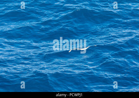 Stokes sea snake in the Timor Sea, off the coast of Western Australia ...