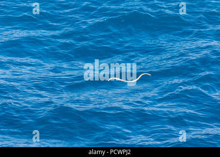 Stokes sea snake in the Timor Sea, off the coast of Western Australia ...