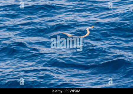Stokes sea snake in the Timor Sea, off the coast of Western Australia ...
