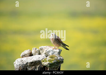 Kestrel with prey, France Stock Photo - Alamy