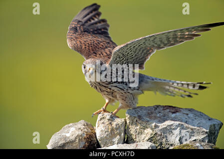 Kestrel, female, France Stock Photo - Alamy
