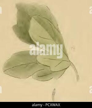 Altenia scriptella a folded maple leaf Stock Photo - Alamy