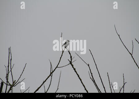 An Anna's hummingbird perched on the tip of a branch with the sky in ...
