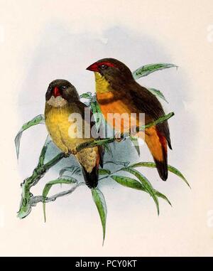 Amandava subflava 1876 Stock Photo - Alamy