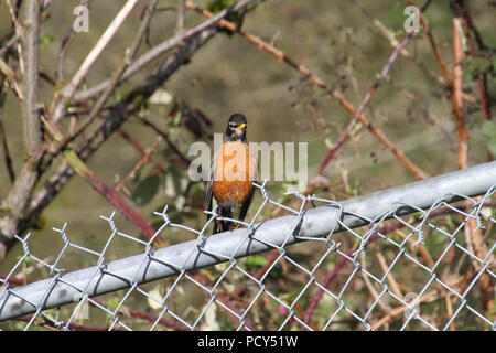 An american robin sitting on a chain link fence with a meadow in the ...