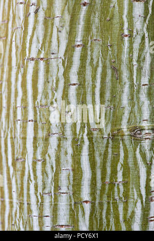 Acer davidii 'Viper' ,Snake Bark Maple Tree,new leaves,new foliage ...