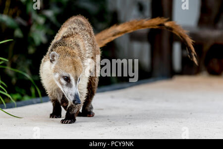 Cozumel Island Coati (Nasua narica nelsoni), Cozumel Island, Mexico ...
