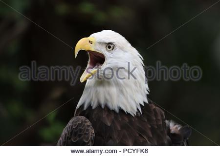 Close up of screeching bird of prey Stock Photo: 90236186 - Alamy