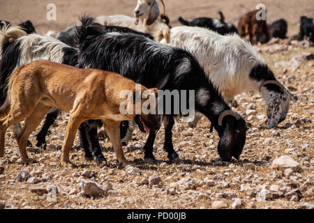 Israel, Negev Desert, Bedouin Shepherd with herd of sheep waters his ...
