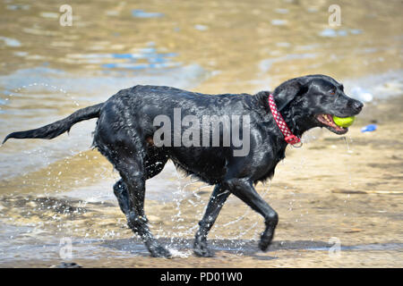 Dog making a splash in lake Stock Photo - Alamy