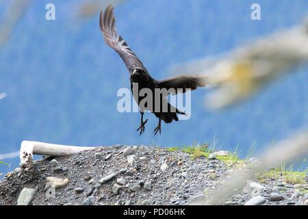 A raven in the Alaska Wildlife Conservation Center, Girdwood, Alaska ...