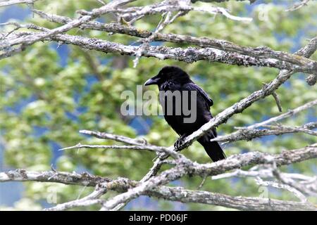 Raven Shot in Anchorage Alaska Stock Photo - Alamy