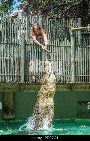 Maximo, a massive 1250 pound saltwater crocodile measuring over 15 feet ...