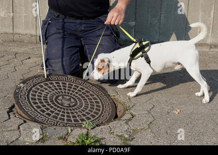 Rat dog at work and ready for action Stock Photo - Alamy