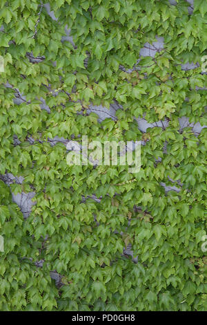 Lush ivy plants growing on top of a rustic wooden fence Stock Photo - Alamy