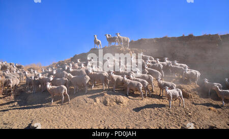 A flock of shorn merino sheep on a farm in New Zealand Stock Photo - Alamy