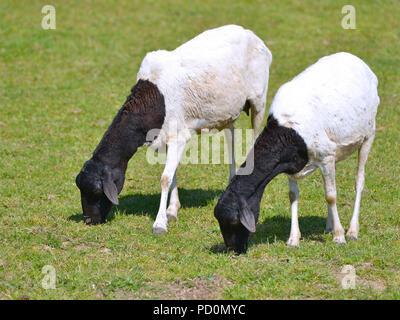 Somali sheep, or Berbera Blackhead, grazing seen from profile Stock ...