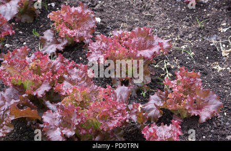 Cut lettuce (Lactuca sativa 'Lollo rosso'), Droessler, Jagsal, 81 Stock ...