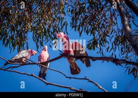 3 Male Galahs on gum tree branch Stock Photo - Alamy