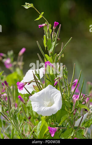 Codlins and cream flowers (Epilobium hirsutum). The leaves of this ...