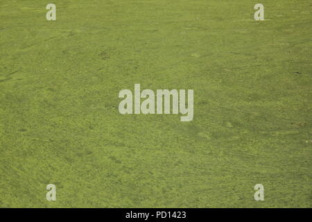 Freshwater pond and floodplain on a bright sunny summer day Stock Photo ...