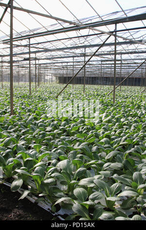 Pak Choi growing in a greenhouse (polytunnel) in England. Bok choy, pak ...